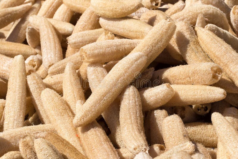 Dry Luffa Cylindrica stock image. Image of traditional - 85349243