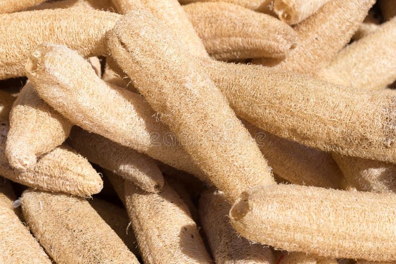 Dry Luffa Cylindrica stock image. Image of shower, natural - 85489289