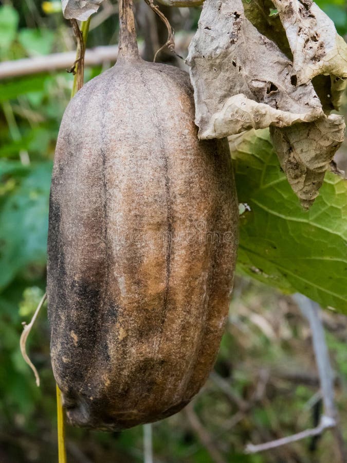 Dry Luffa stock photo. Image of vegetable, traditional - 54112386
