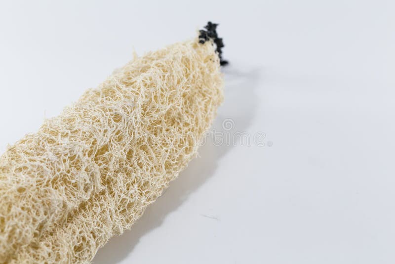 Dry Luffa, luffa sponge stock photo. Image of peel, healthy - 107235414