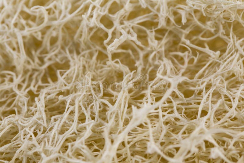 Dry Luffa, Luffa Sponge Textured Stock Image - Image of aesthetics ...