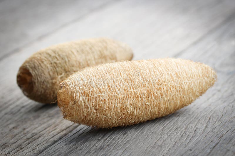 Natural bath luffa stock image. Image of fiber, sponge - 14591783
