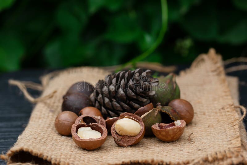Macadamia Fruit with Flowers of Pine Stock Photo - Image of vitamins ...