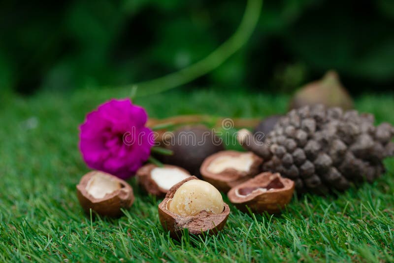 Macadamia Fruit with Flowers of Pine Stock Photo - Image of nuts ...