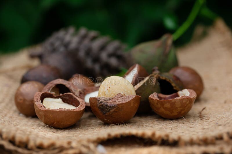 Macadamia Fruit with Flowers of Pine Stock Image - Image of solid ...