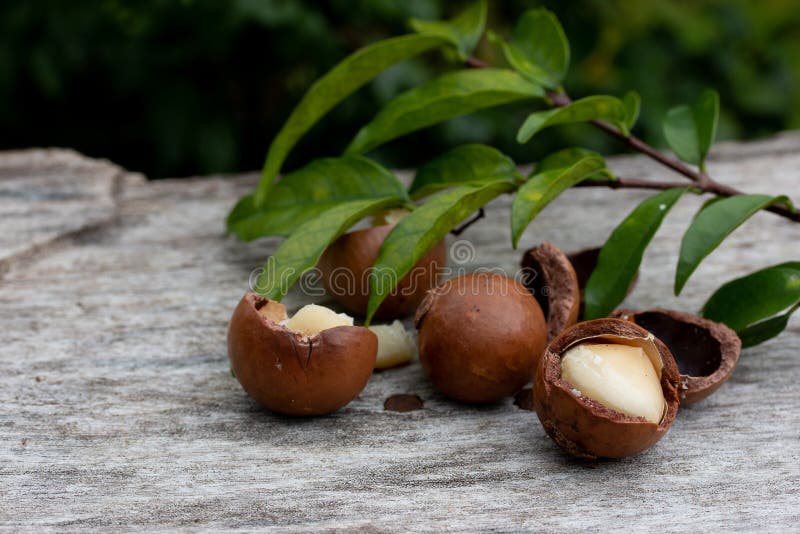 Dry Macadamia fruit stock photo. Image of protein, factory - 127355396