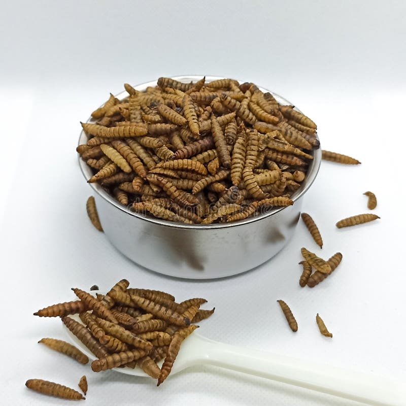 Dry Maggots stock photo. Image of plant, snack, breakfast - 263183678