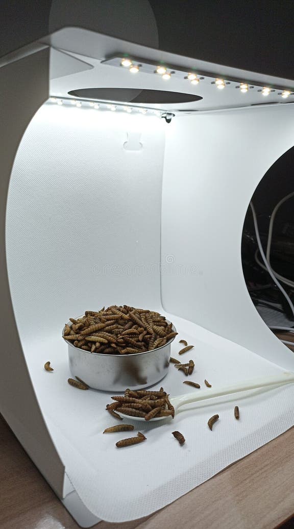Dry Maggots in studio stock photo. Image of studio, maggots - 263184112