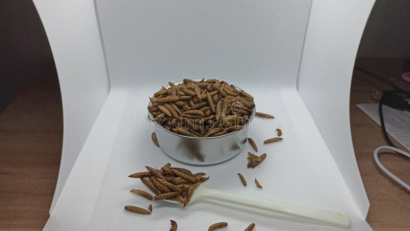Dry Maggots stock photo. Image of plant, snack, breakfast - 263183678