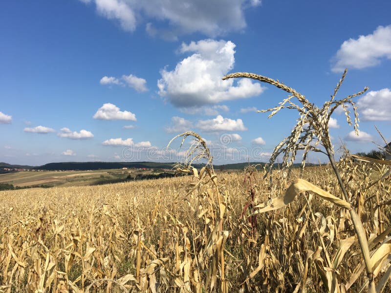 Field dry maize stock image. Image of leaf, landscape - 11619245