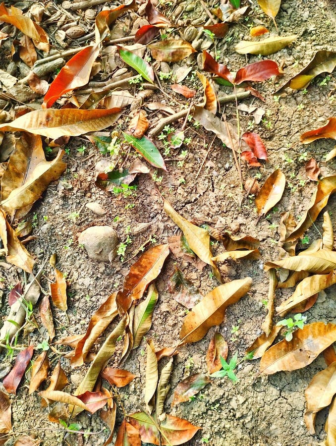 Dry Mango Leaves Scattered on the Ground Stock Image - Image of ground ...