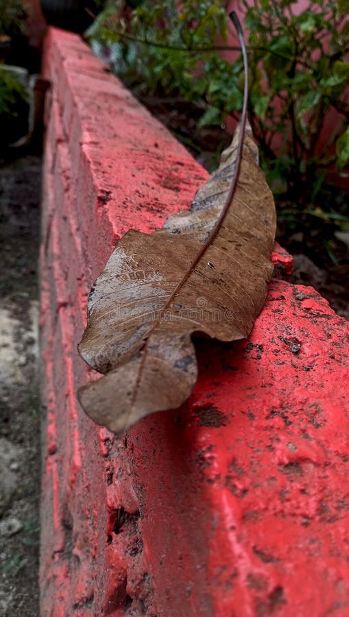 Dry Mango Tree Leaves Fall from the Tree Stock Photo - Image of leaves ...