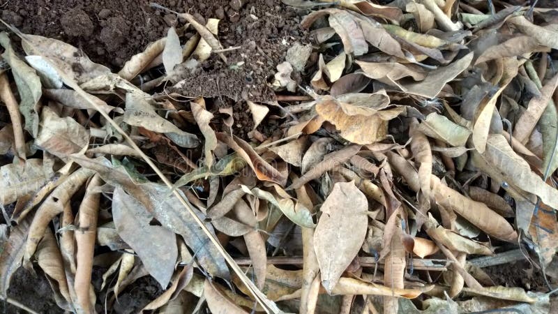 Dry Mango Tree Leaves on the Ground Stock Photo - Image of wood, leaves ...