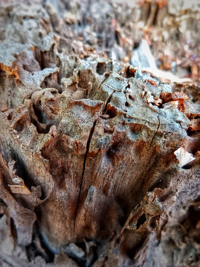 Dry Mango Trees Affected by Termites Stock Photo - Image of kering ...