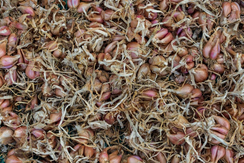 Dry Many Shallot, Top View Image Stock Photo - Image of nutrition ...