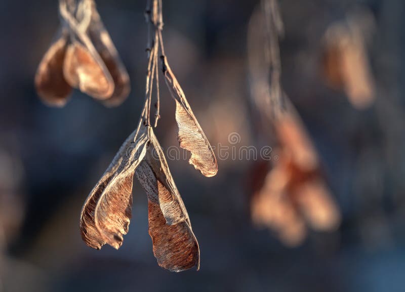 Dry Maple Keys in the Winter Stock Image - Image of detailed, detail ...