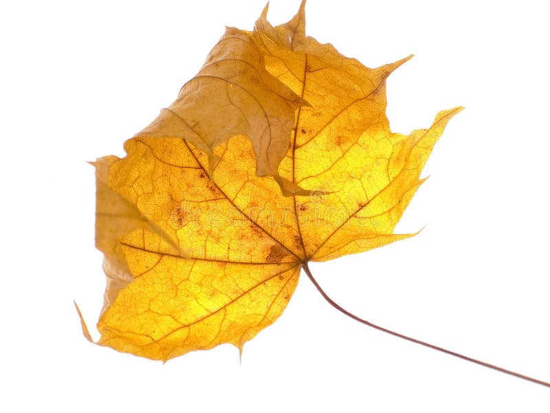 4,552 Bent Leaf Stock Photos - Free & Royalty-Free Stock Photos from ...