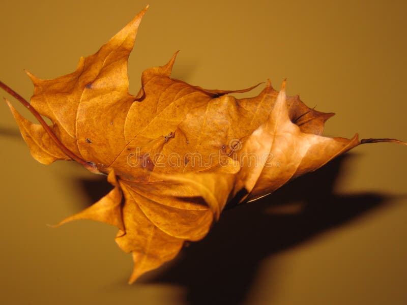 Dry maple leaf stock image. Image of fall, organic, november - 4731219