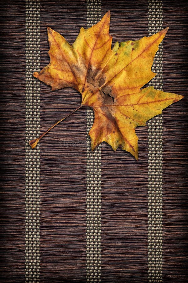 Dry Maple Leaf on Brown Plaited Paper Parchment Rustic Vignetted ...