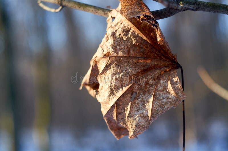 Hat Hung on a Branch Near the Grand Canyon Stock Photo - Image of ...