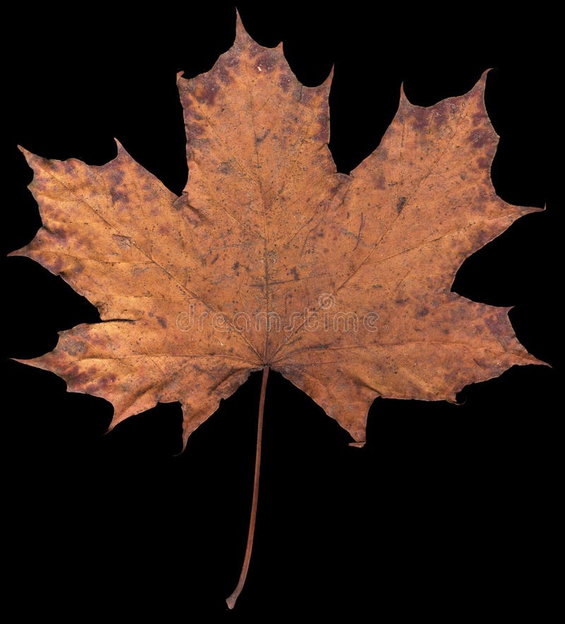 8,743 Maple Leaf Transparent Background Stock Photos - Free & Royalty ...