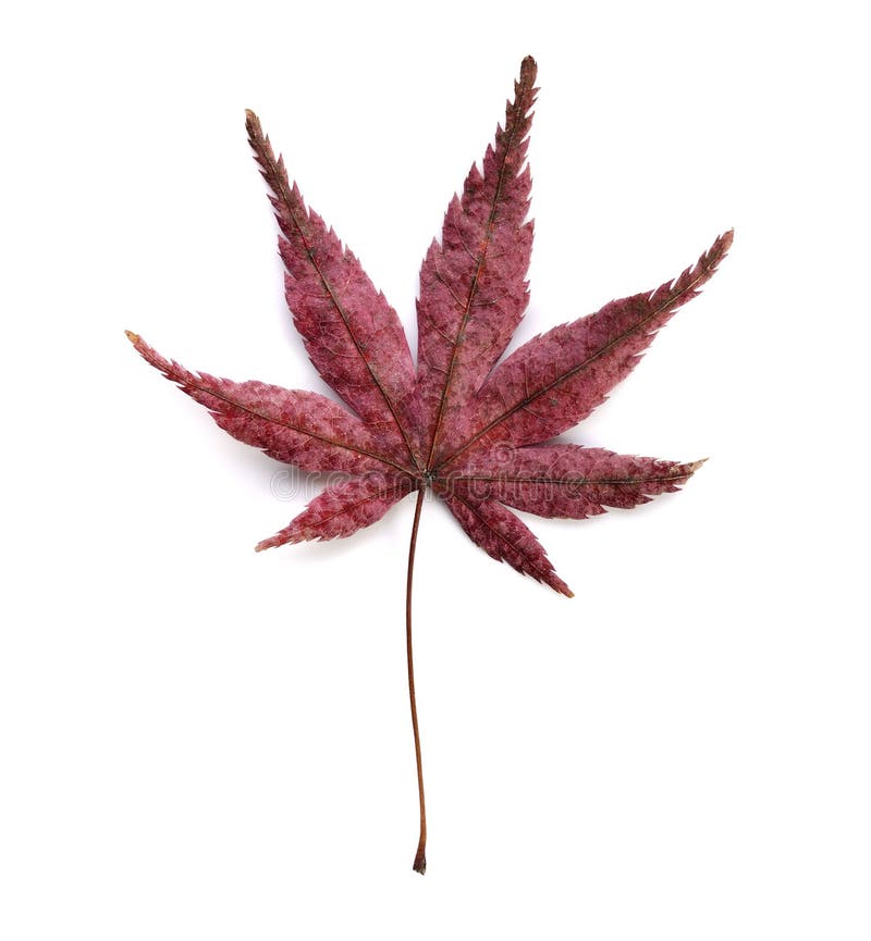 Dry maple leaf stock image. Image of color, botany, seasonal - 71106875