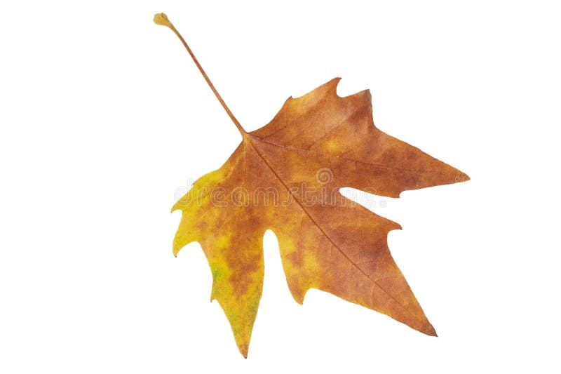 Dry Maple Leaf Isolated on White Stock Photo - Image of fall, white ...
