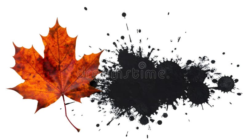 Dry Maple Leaf Near Black Ink Splatter on Transparent Background Stock ...