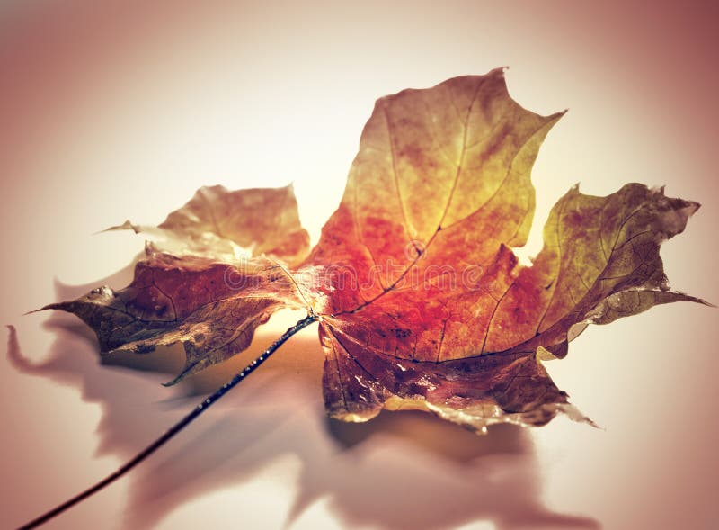 Dry Maple Leaf,with Retro Effect Stock Image - Image of nature, autumn ...