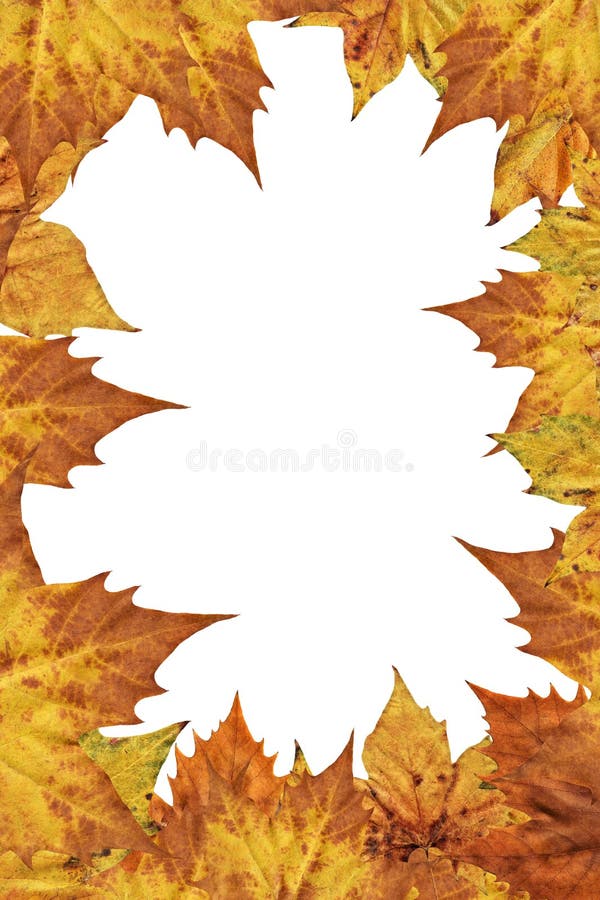 Dry Maple Leaves Border Backdrop Isolated on White Background Stock ...