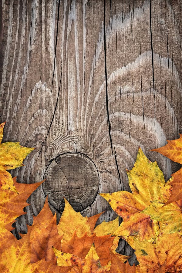 Dry Maple Leaves Border Backdrop on Old Knotted Wood Background Stock ...