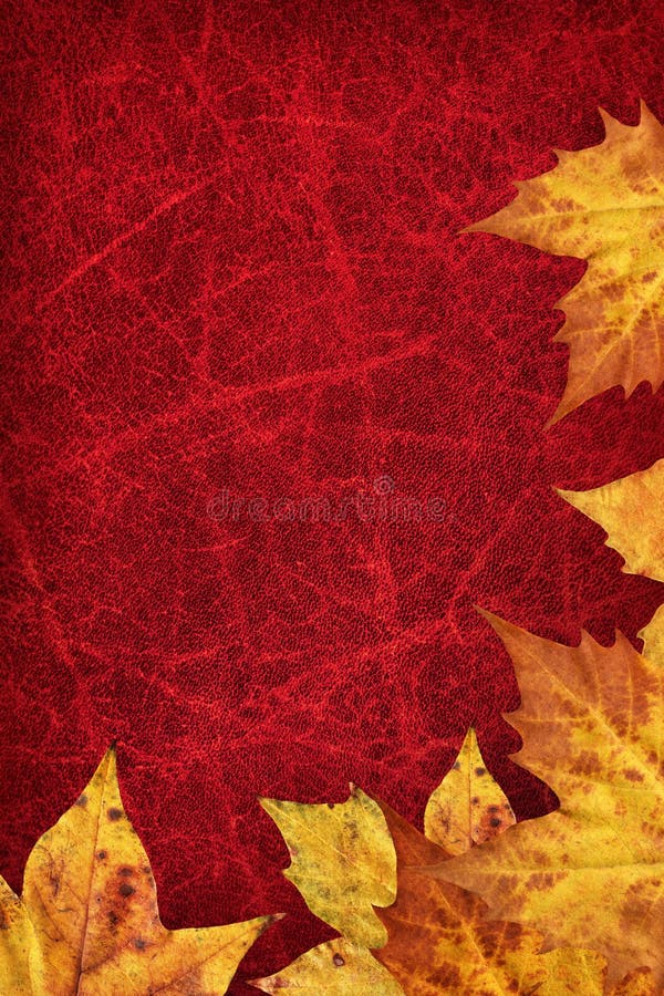 Dry Maple Leaves Border Dark Red Wizened Cowhide Background Stock ...