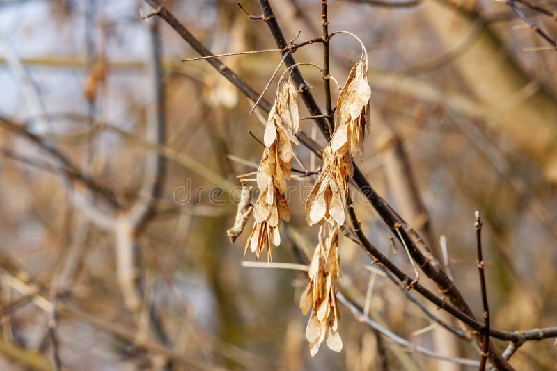 Dry Maple Seeds on the Branch in Sunny Winter Day Against Trees Stock ...
