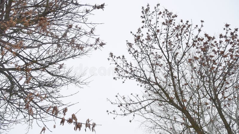 Dry Maple Tree Tops White Winter Sky a Landscape Stock Photo - Image of ...