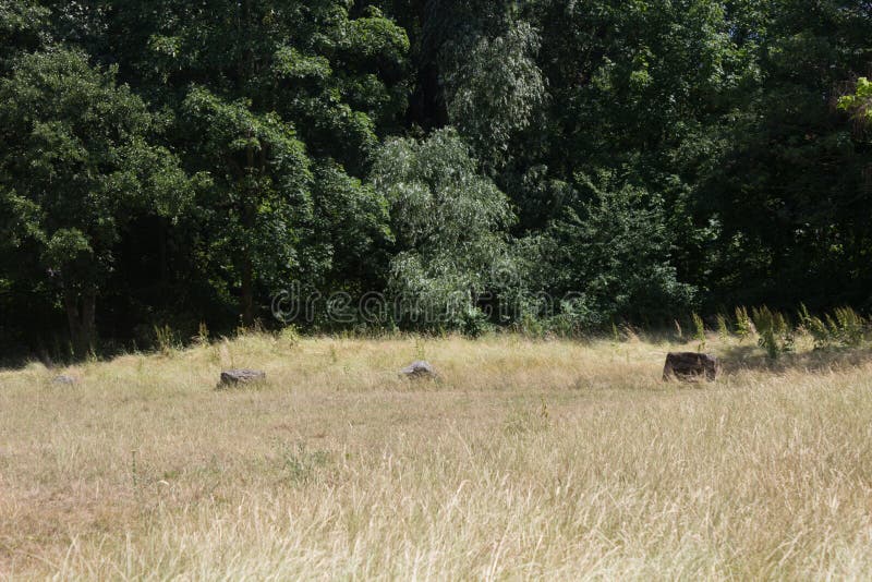 Dry meadow stock image. Image of land, summer, golden - 95578399
