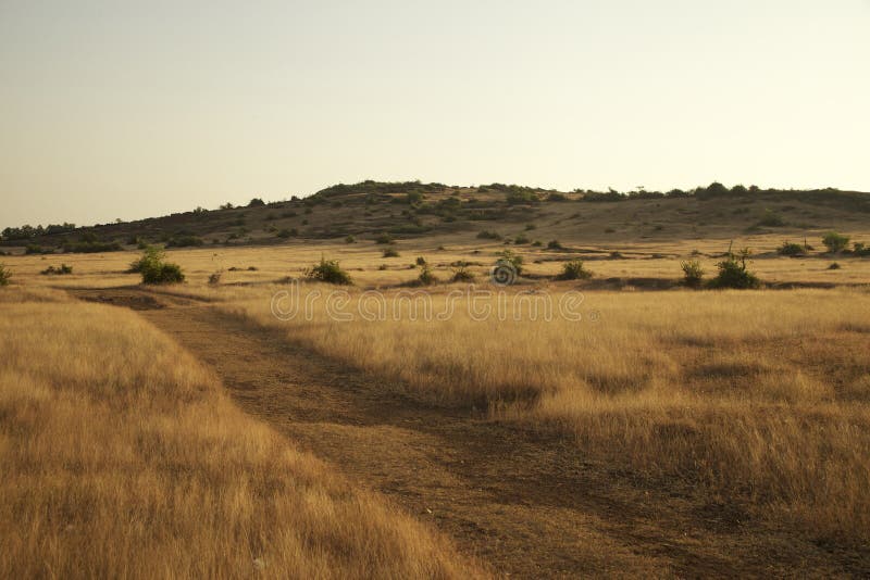 Dry Meadow with a Distant Hill and Bushes Stock Photo - Image of meadow ...