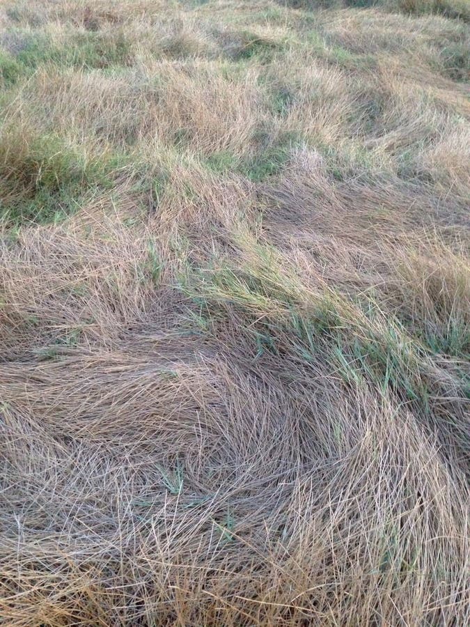 Dry meadow stock image. Image of texture, soil, ecoregion - 51025995