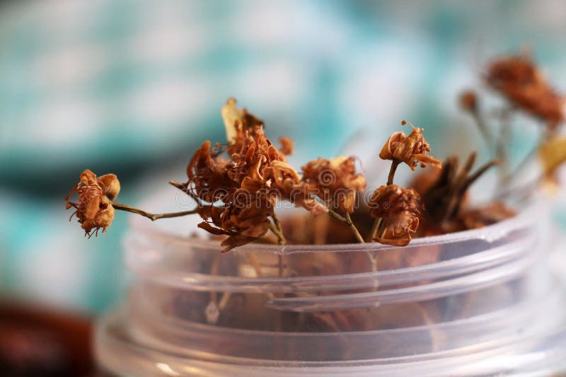 Dry Medicinal Grass in a Jar, Macro Stock Image - Image of medicinal ...