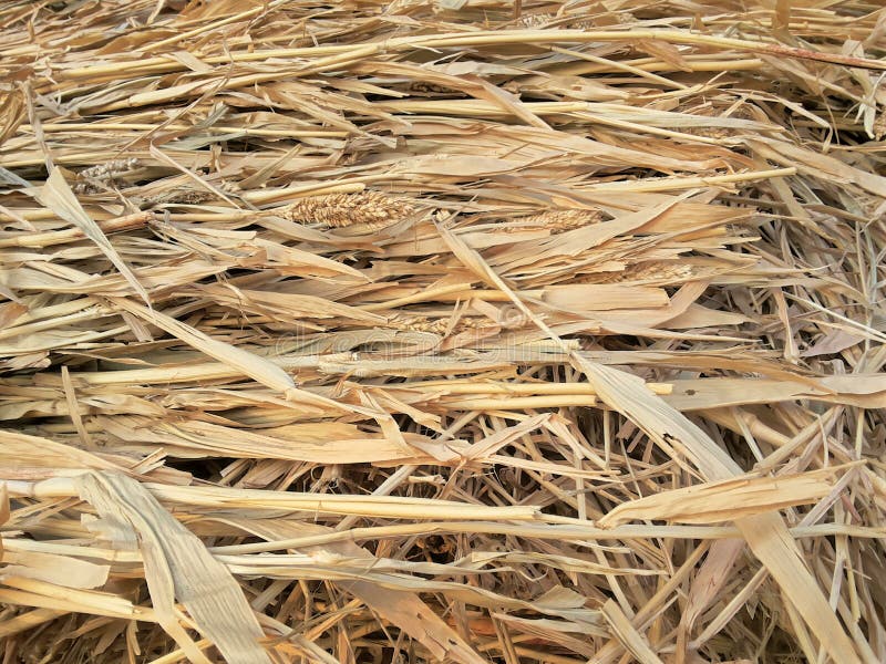 Dry millet stock image. Image of seed, pennisetum, crop - 65510331
