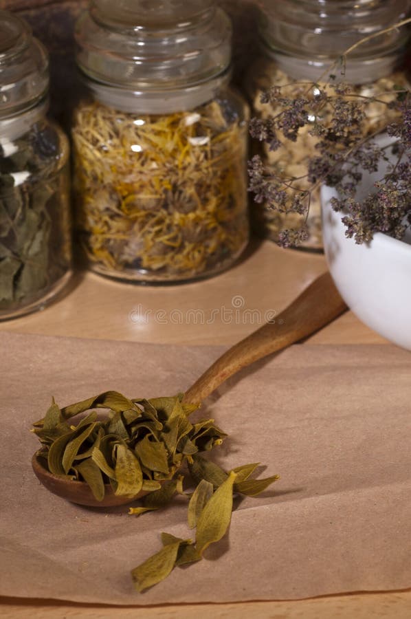 Dry mistletoe leaves stock photo. Image of treatment - 37051284