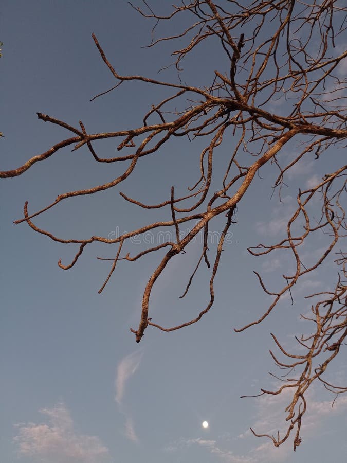 Dry mold trees in summer stock photo. Image of line - 278381966