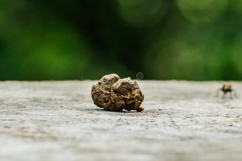 Dry Monkey Stools Forest Stock Photos - Free & Royalty-Free Stock ...