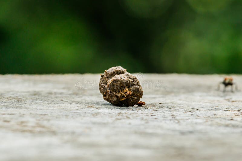 438 Dry Feces Stock Photos - Free & Royalty-Free Stock Photos from ...
