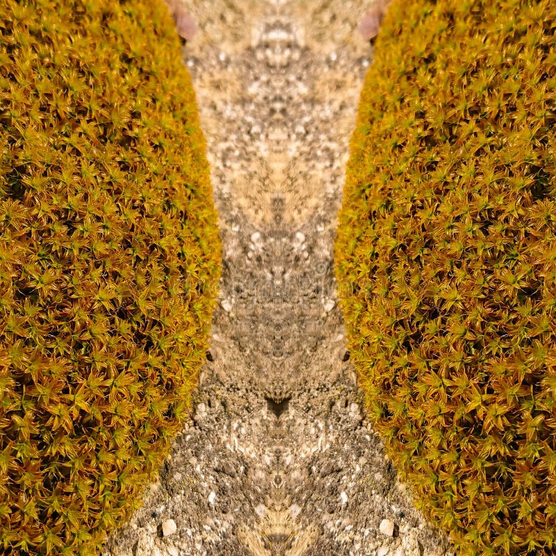 Dry Moss Abstract Background Illustration Stock Photo - Image of moss ...