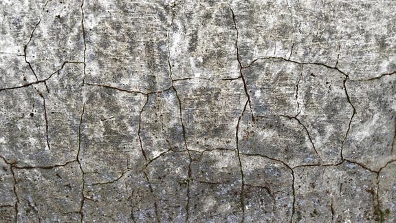 Dry moss tecture in a wall stock photo. Image of design - 321872936