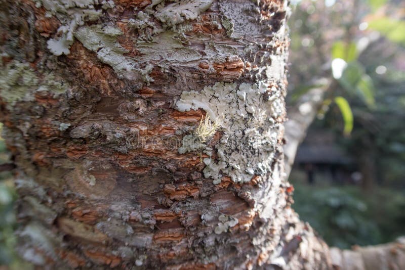 Dry Moss and Lichen on a Tree. Stock Photo - Image of rugged, botanical ...