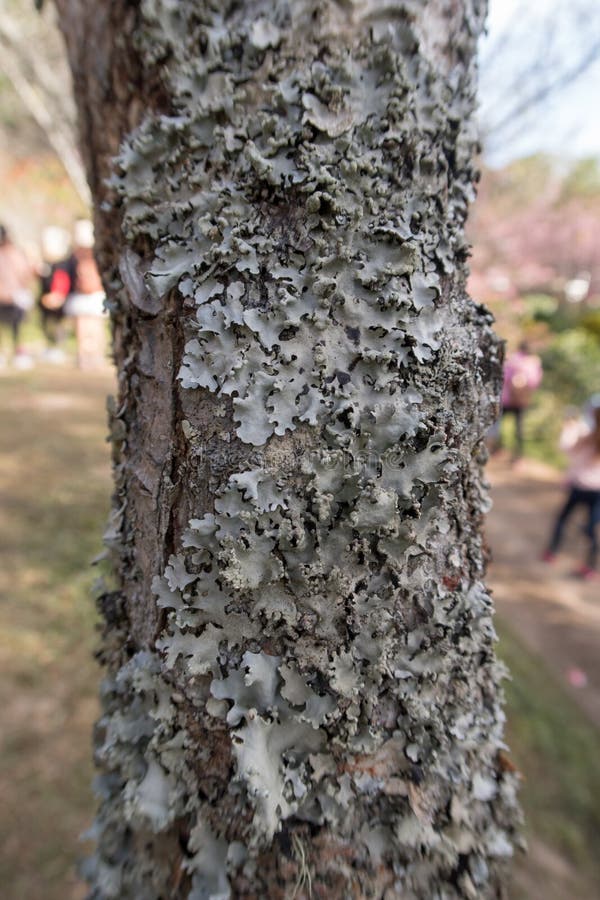 Dry Moss and Lichen on a Tree. Stock Image - Image of botanical, mossy ...