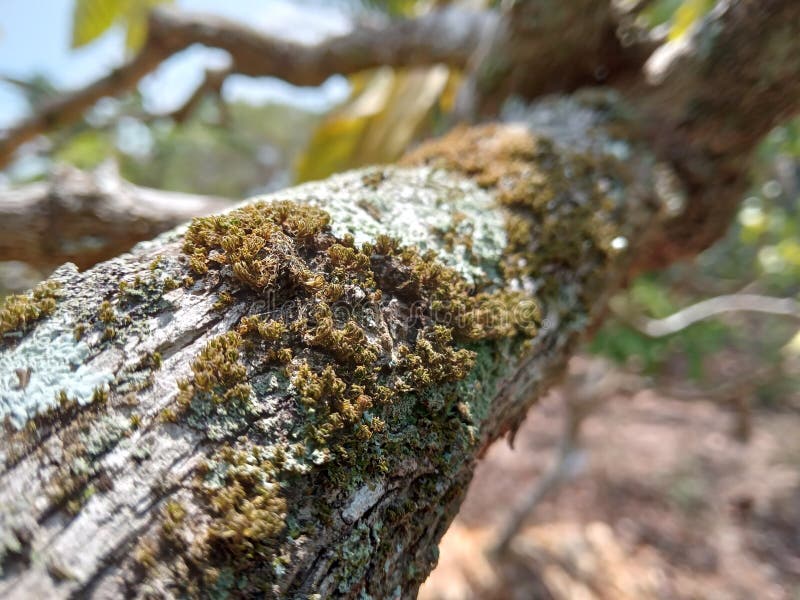 Dry moss stock photo. Image of botany, cracked, grain - 300832140