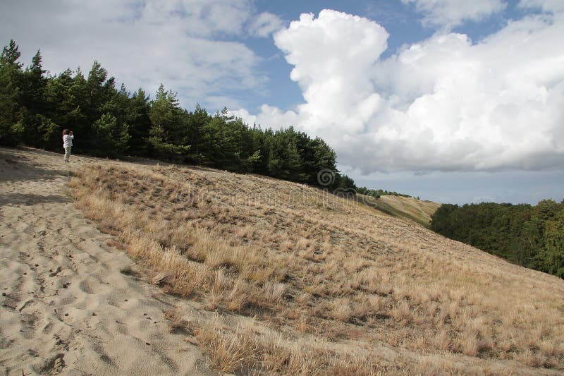 Dry moss on a sand dune stock image. Image of sunny - 154891529