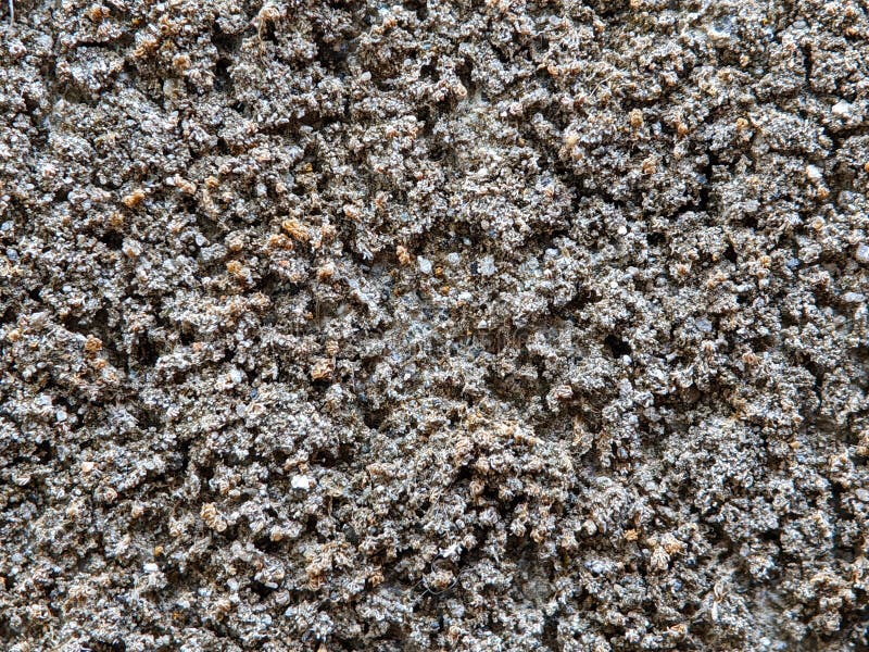 Dry Moss Texture on the Cement Wall Stock Photo - Image of grungy, aged ...